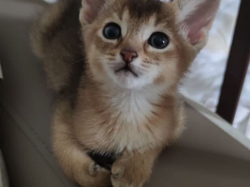 Абиссинские ласковые котята