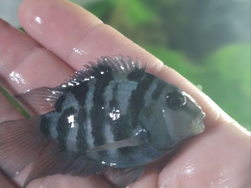 Сапфировый попугай