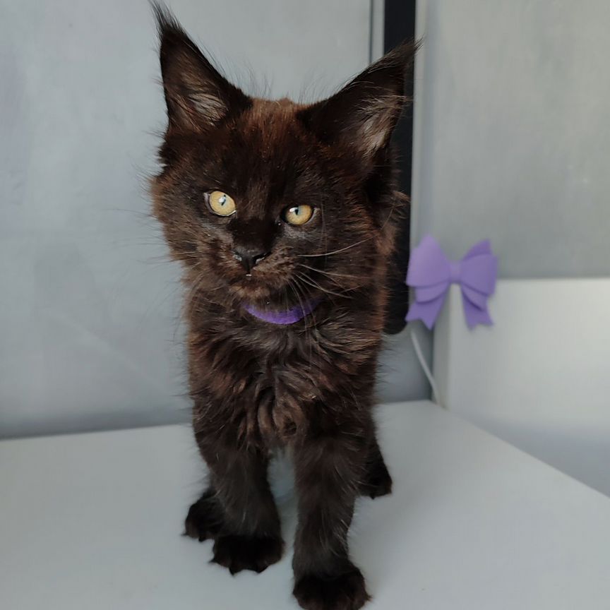 Мейн-кун котёнок