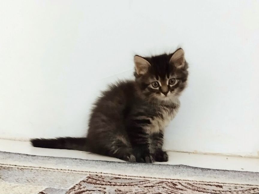 Отдам котят ласковых красивых