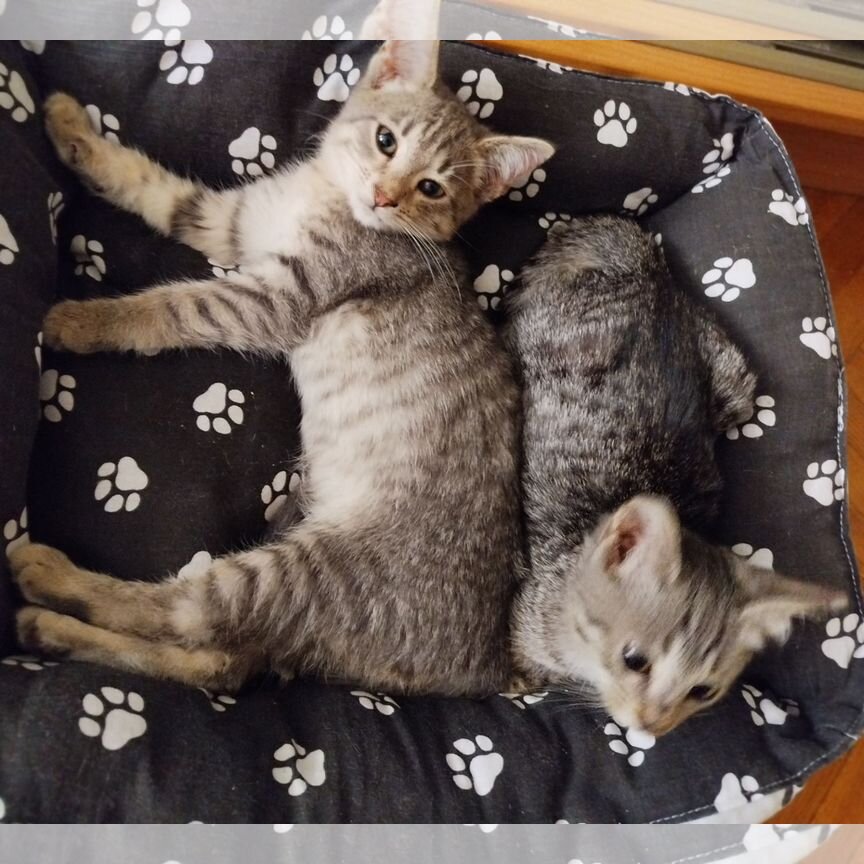 Европейский короткошёрстный котёнок