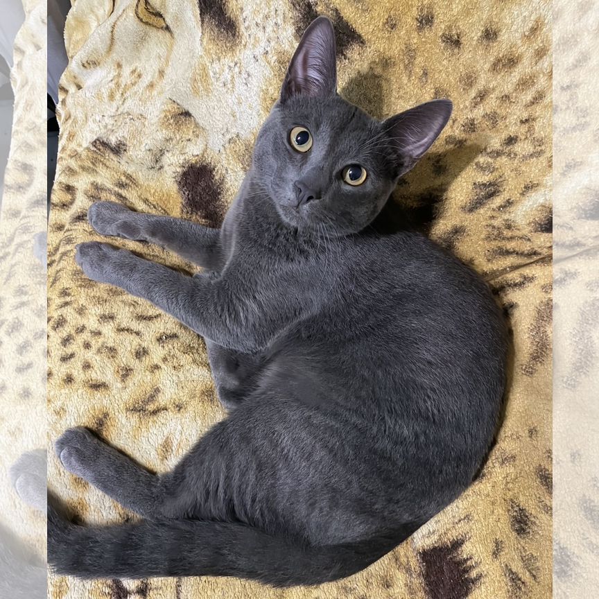 Русский голубой котёнок