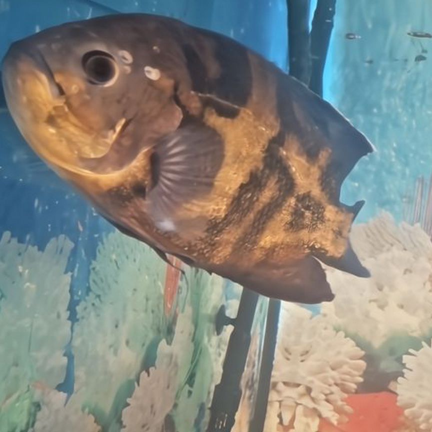 Астронотус 2 года