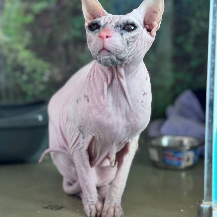 Канадский сфинкс кошечка возрастная ищет дом