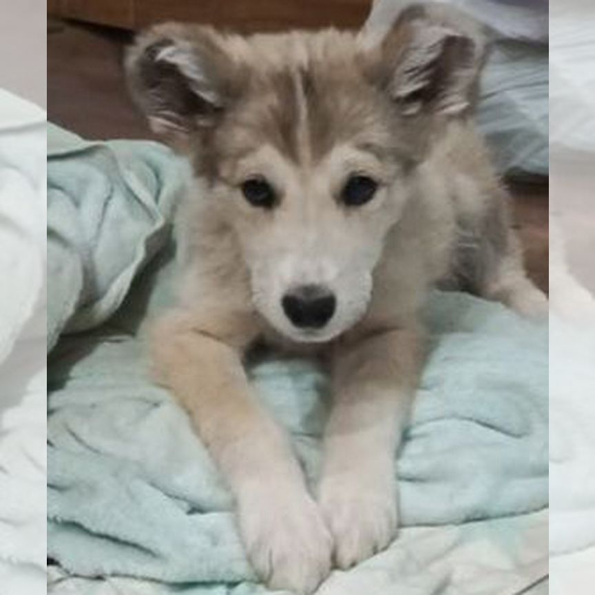 Классный щенок 2 мес