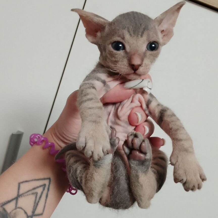 Донской сфинкс котёнок