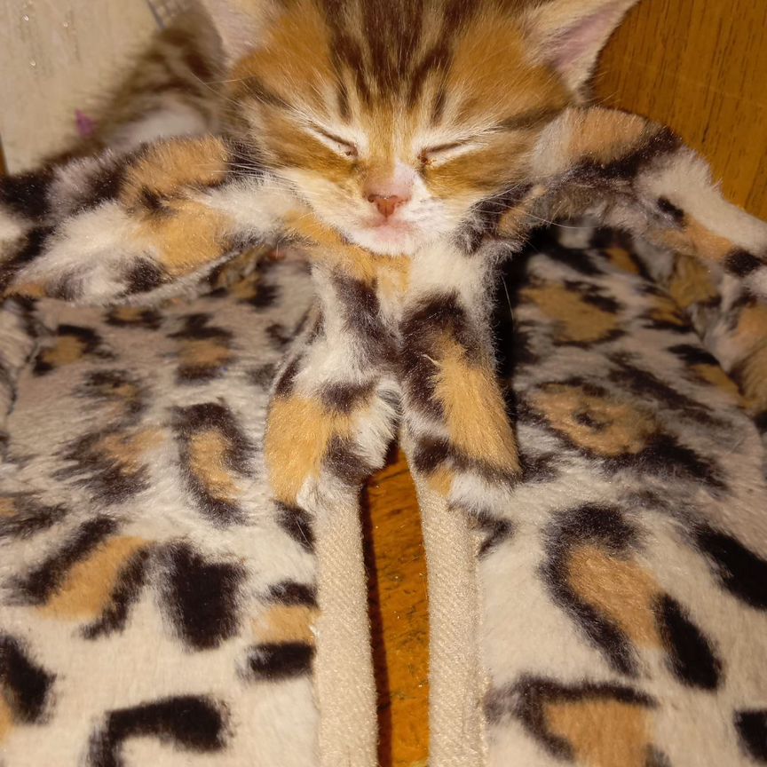 Скоттиш фолд котята