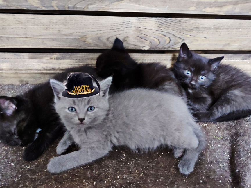 Котята в добрые руки