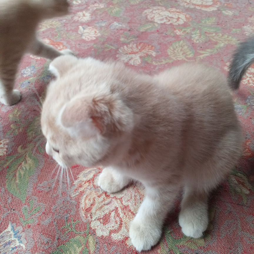 Котята в добрые руки бесплатно