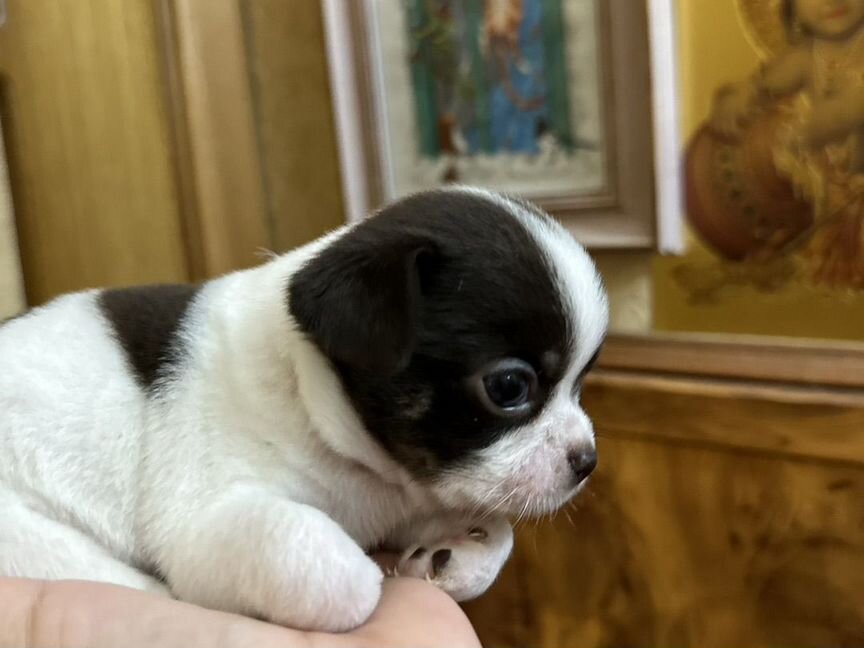 Чихуахуа мальчик