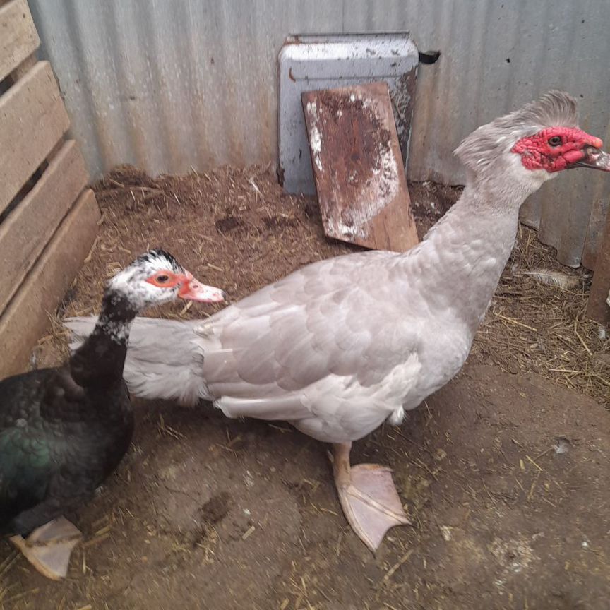 Семья индоуток