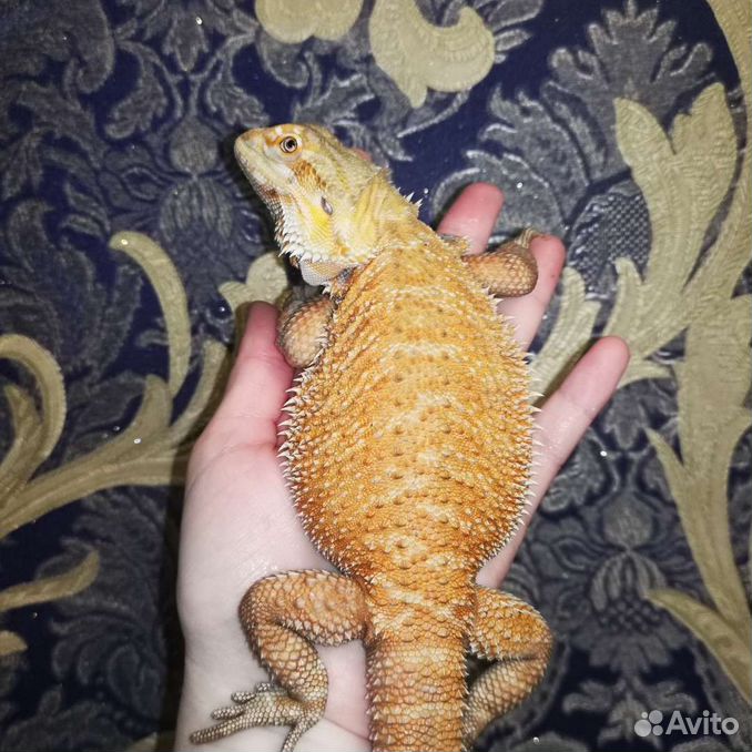 Бородатая агама пара данеров,хипо транс и нет