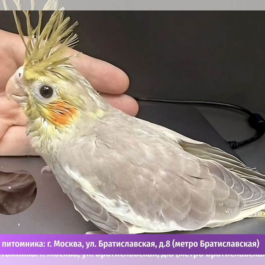 Попугай Корелла выкормыш