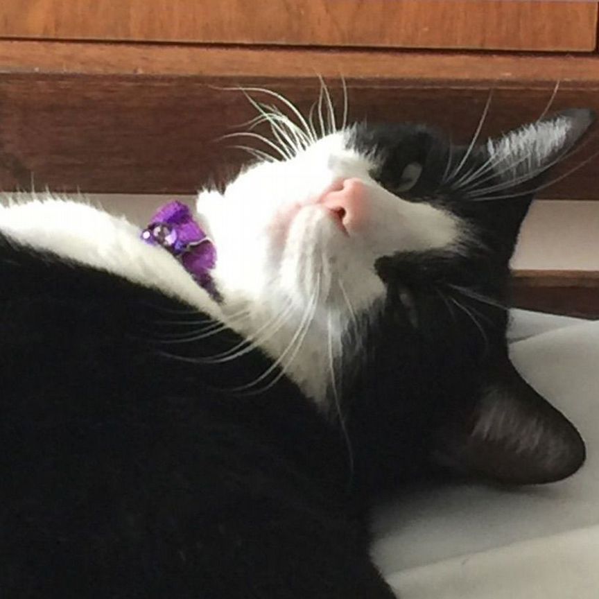 Котенок