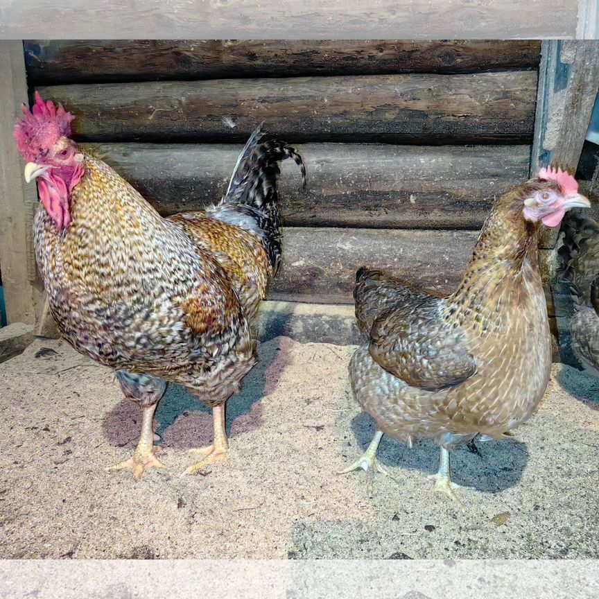 Продам семью билефельдер