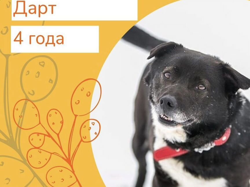 Собака в добрые руки