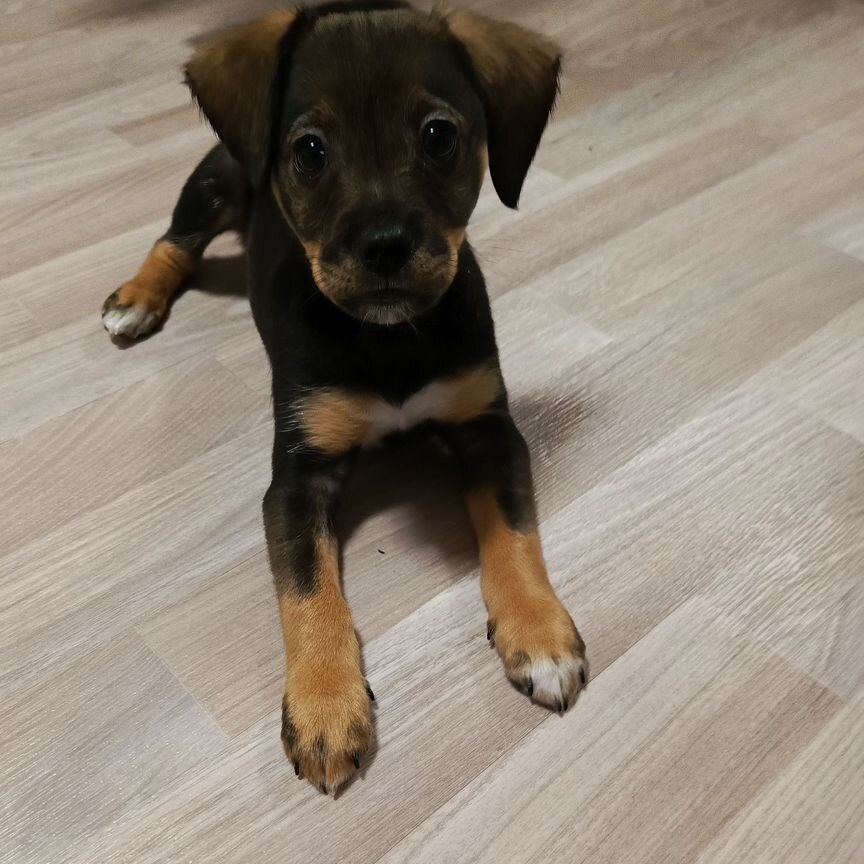 Карликовый пинчер