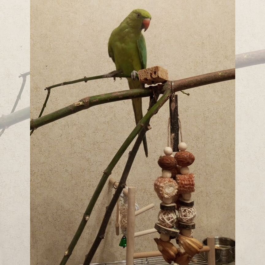 Ожереловый попугай