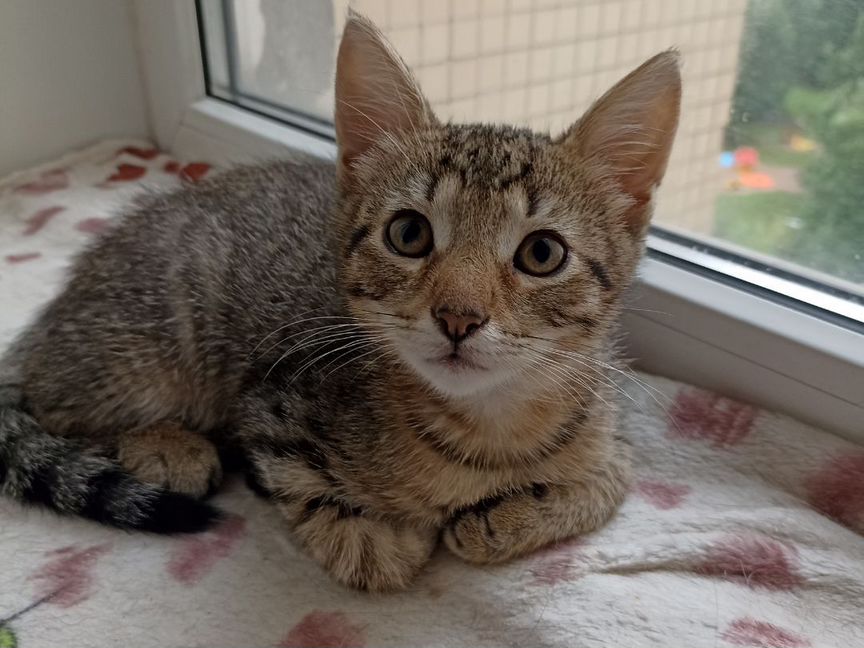 Котенок Вилльем