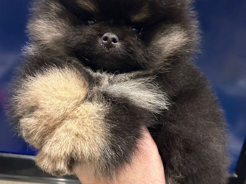 Мальчик 2мес