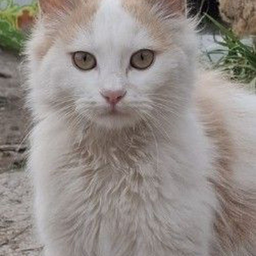 Котенок мальчик в добрые руки