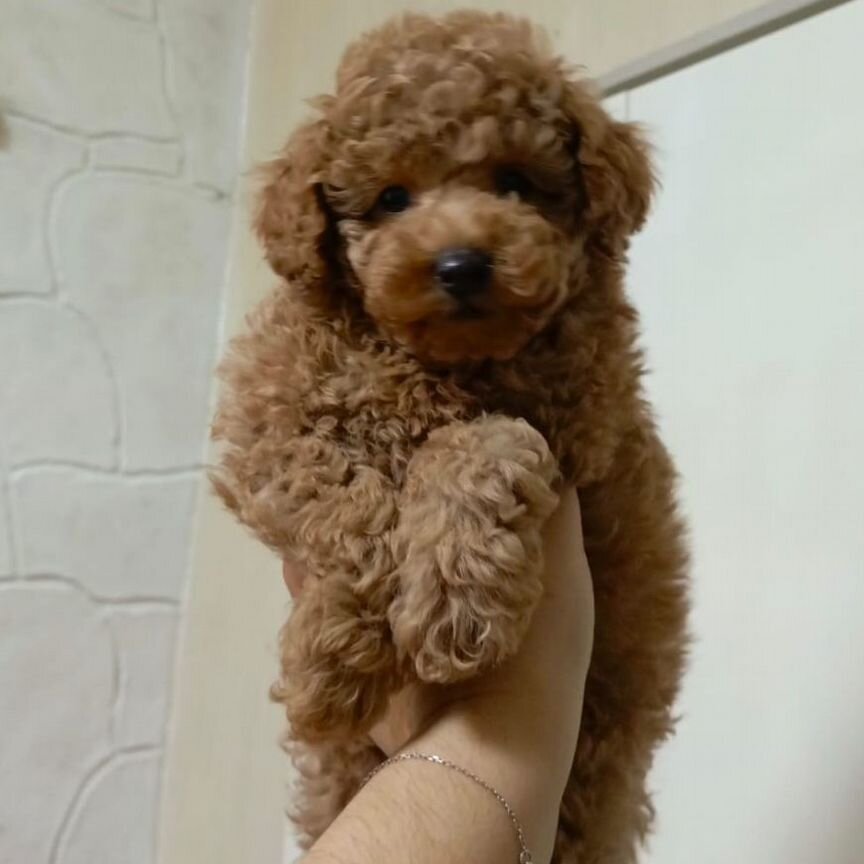 Той-пудель, щенок