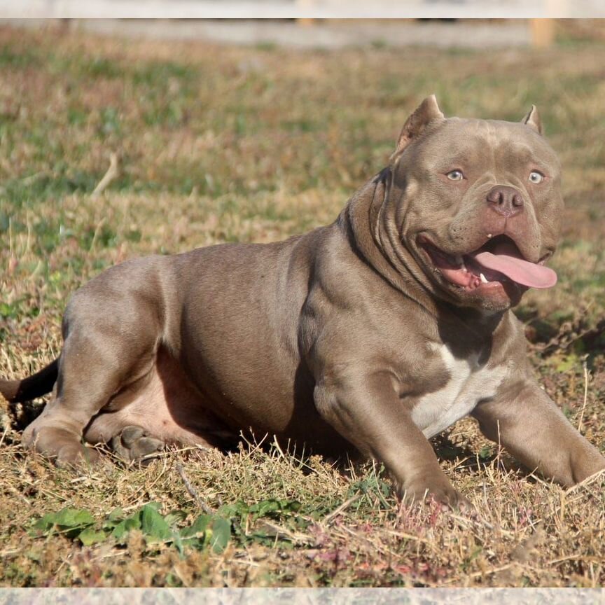 Американский булли