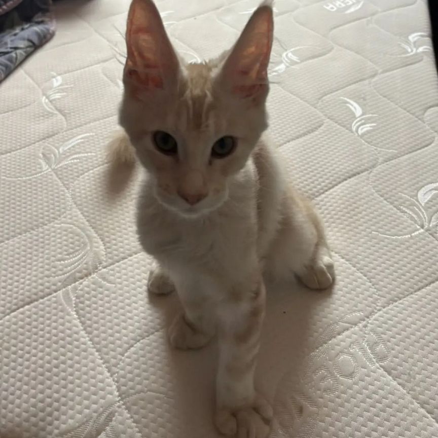 Мейн-кун котёнок
