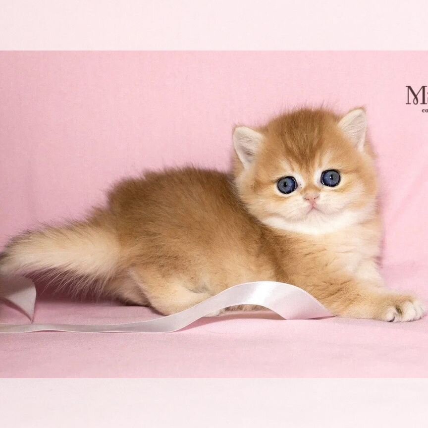 Британский короткошёрстный котёнок