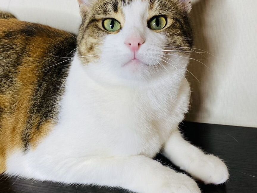 Кошечка ищет дом