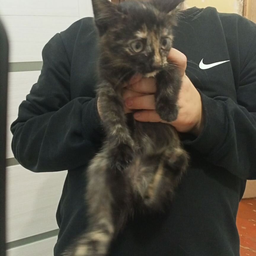 Отдадим котенка в хорошие руки