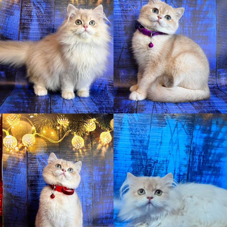 Британские котята лиловое золото