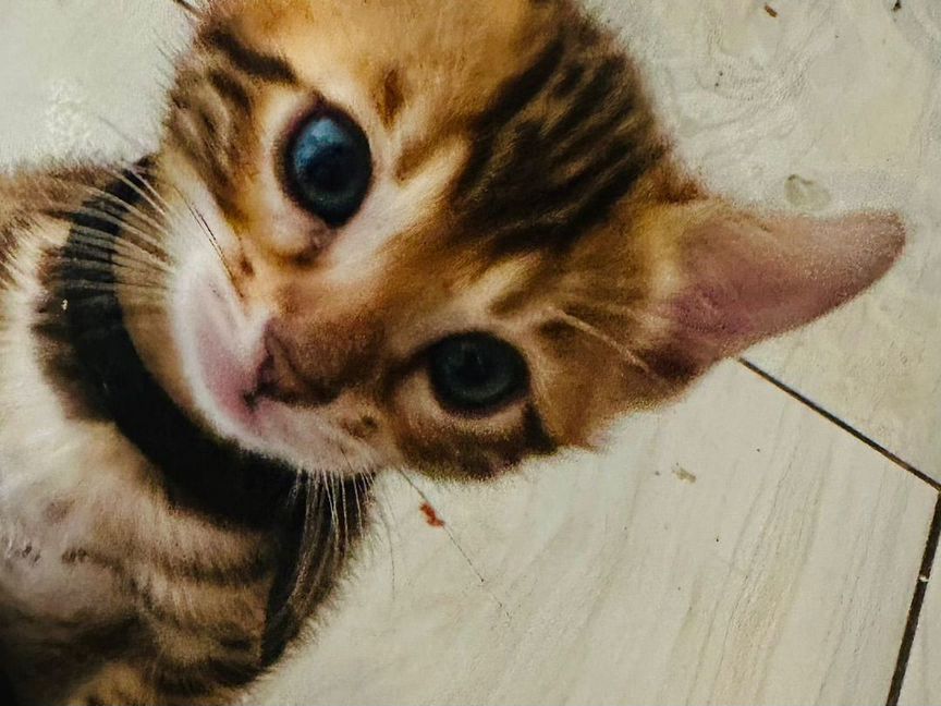 Бенгальская