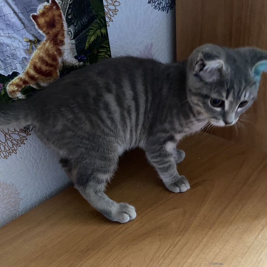 Котик шотландец вислоухий