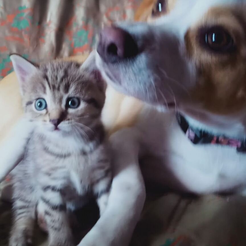 Шотландские вислоухие котята