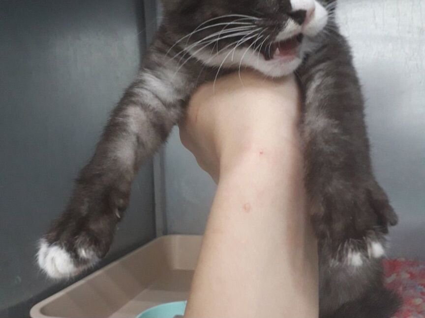 Найдена кошка