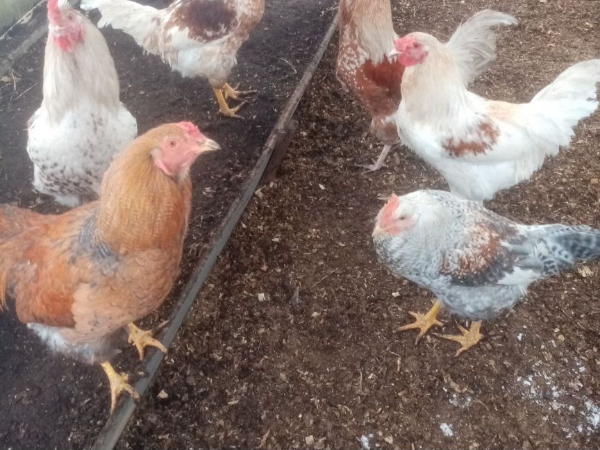 Петушки молодые от кур несушек