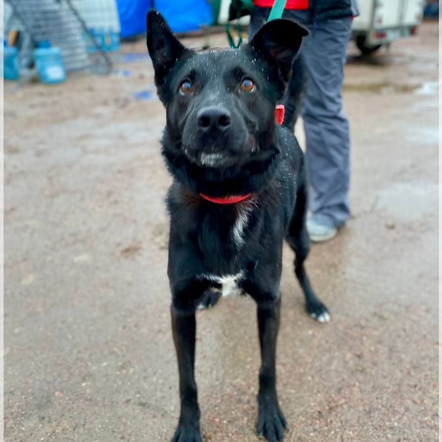 Взрослый пёс в добрые руки