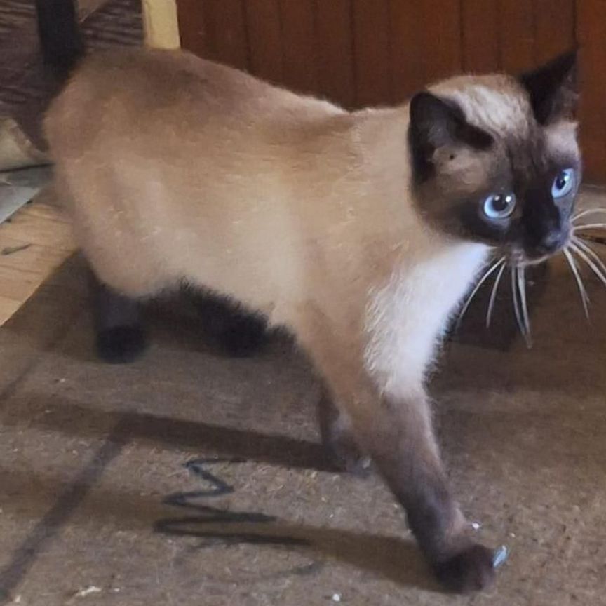 Отдам кота в добрые руки бесплатно
