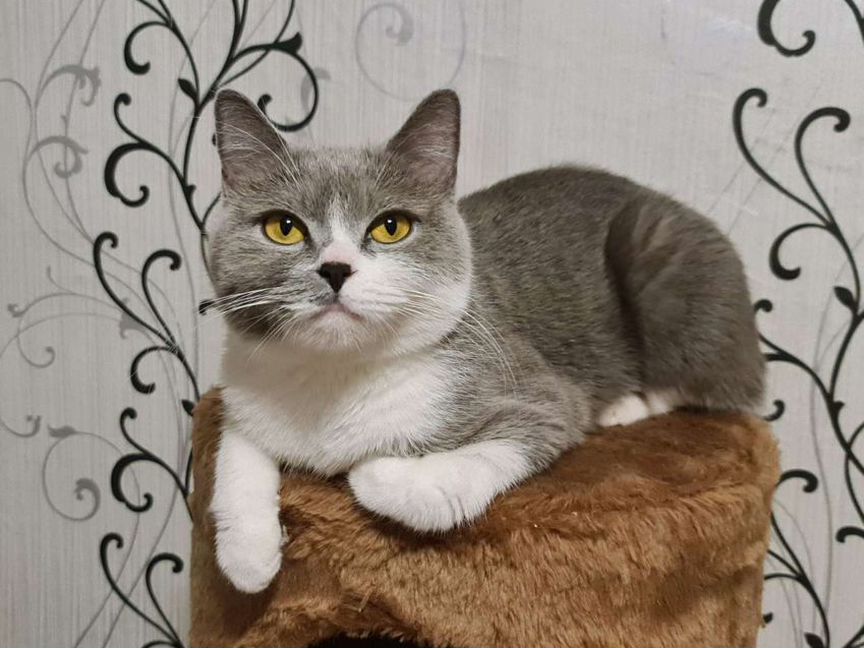 Стерилизованная Молли в руки надёжных хозяев