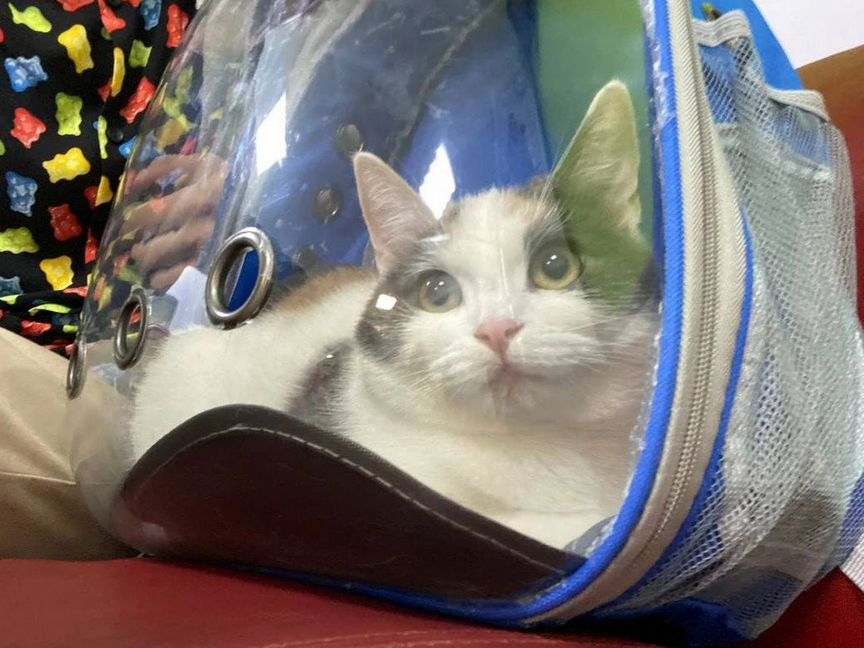 Рюкзак-переноска для кошки и кошачья лежанка