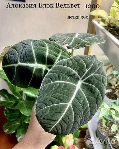 Алоказия фрайдек, небула, блэк, сильвер, скальпрум купить в Санкт ...