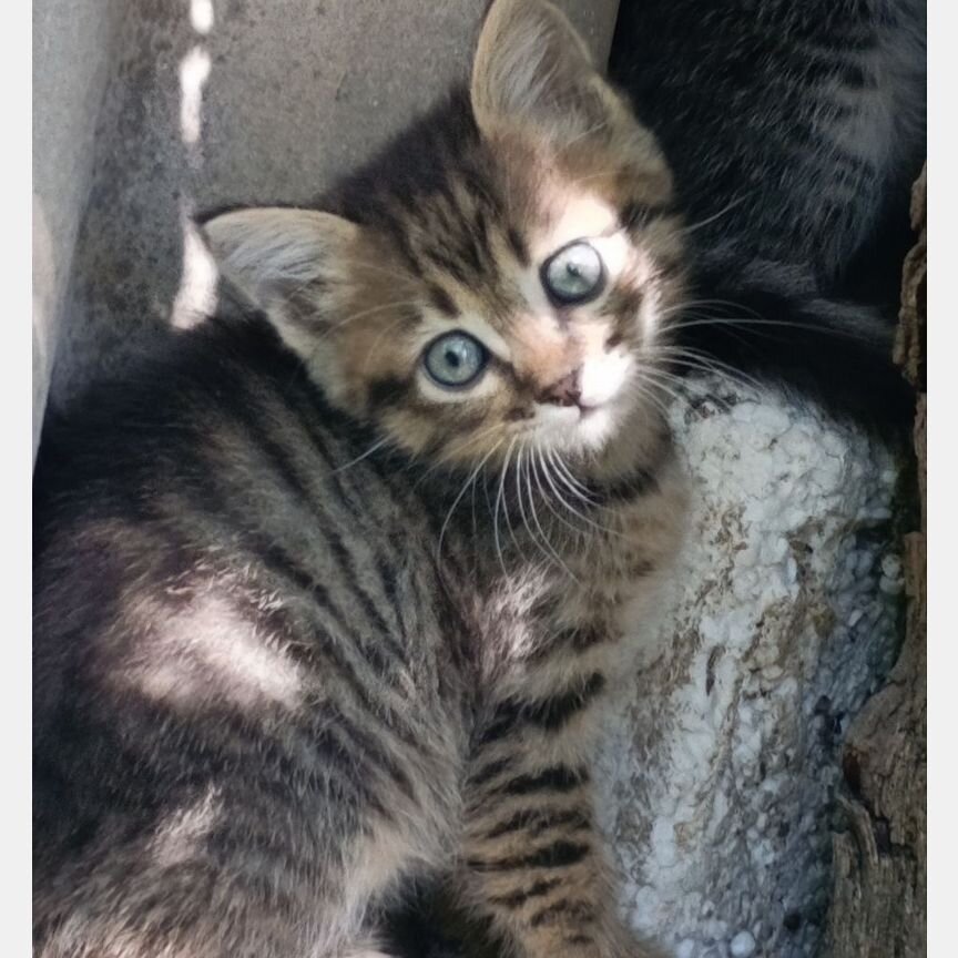 Котенок девочка в добрые руки