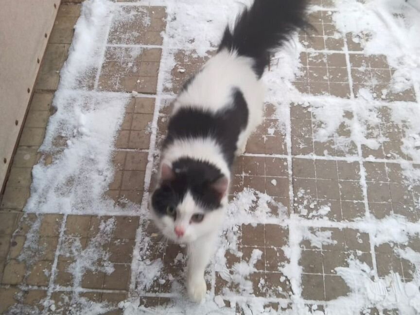 Котик в добрые руки