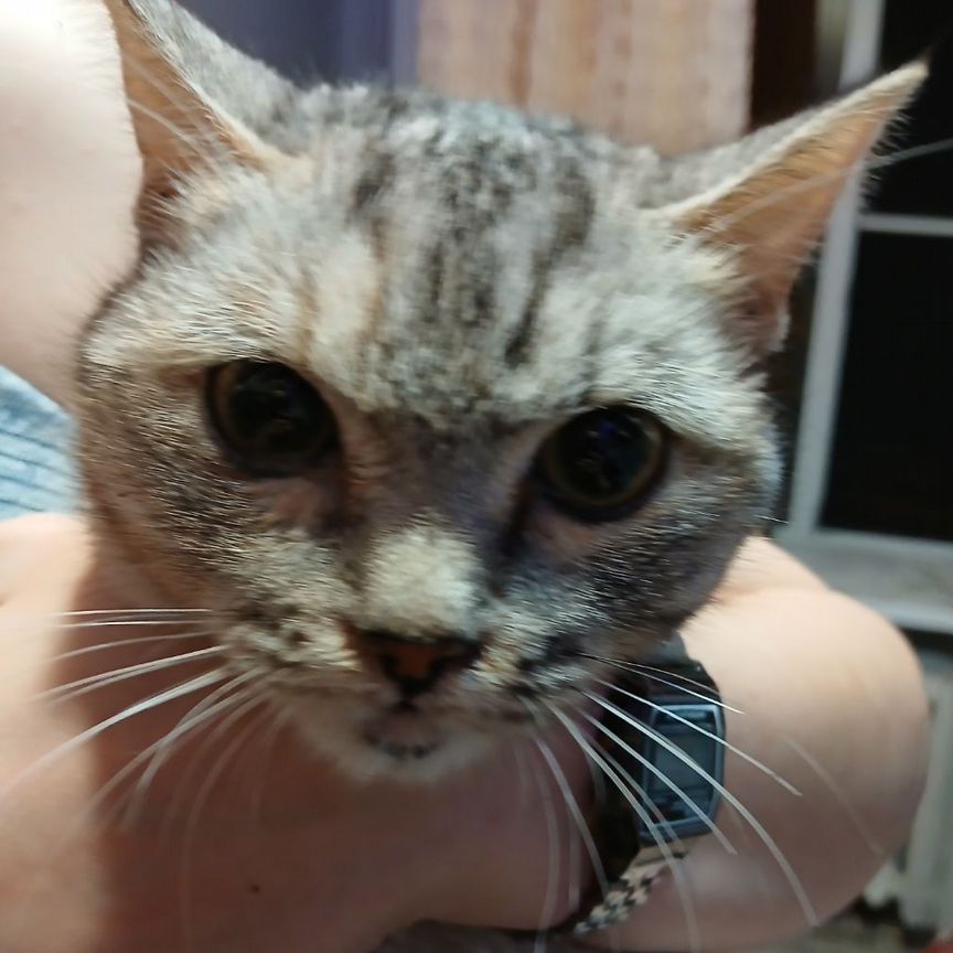 Найдена кошка