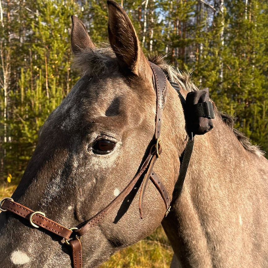 Gps tracker для коров