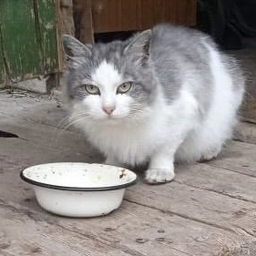 Кот мышелов