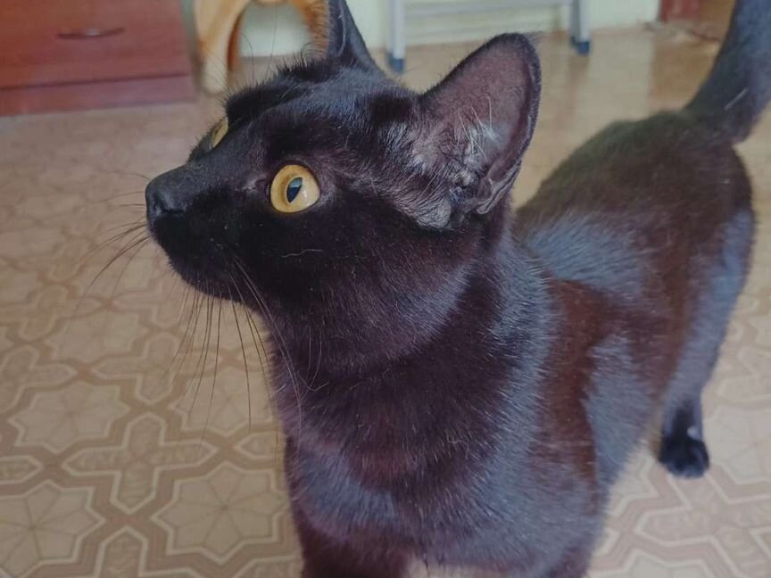 Котик Гриша