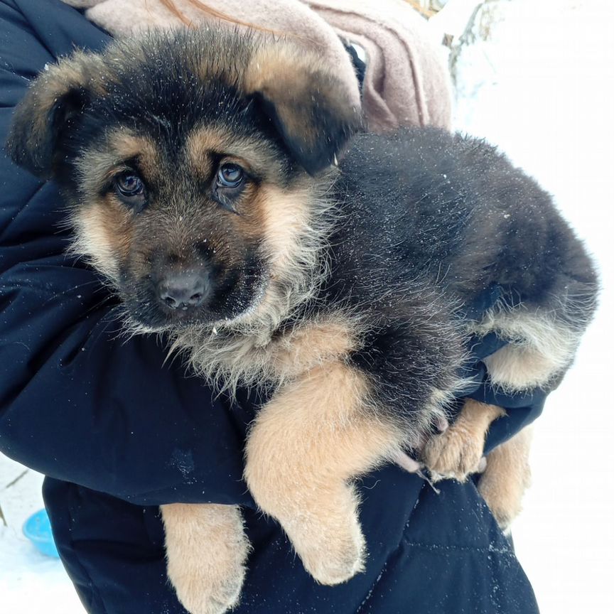 Немецкая овчарка, щенок