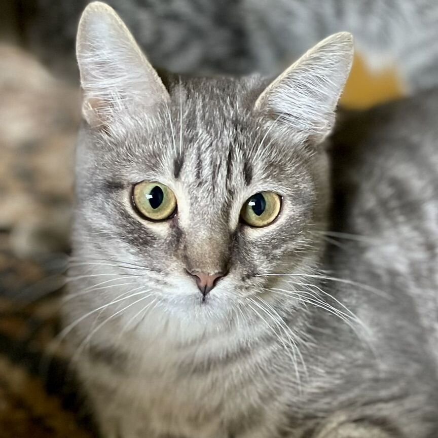 Тимка ищет дом